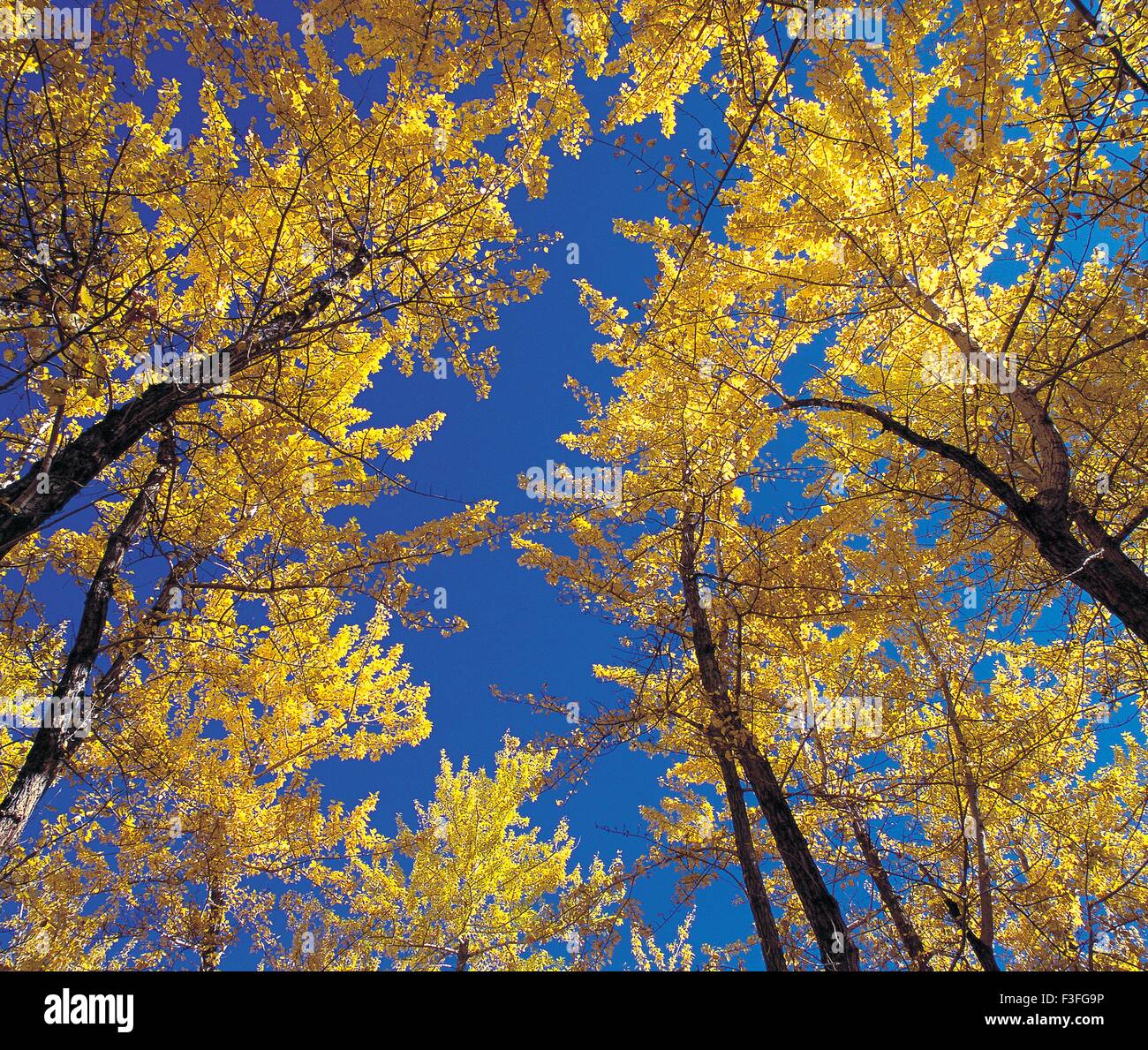 Fall colour hi-res stock photography and images - Alamy