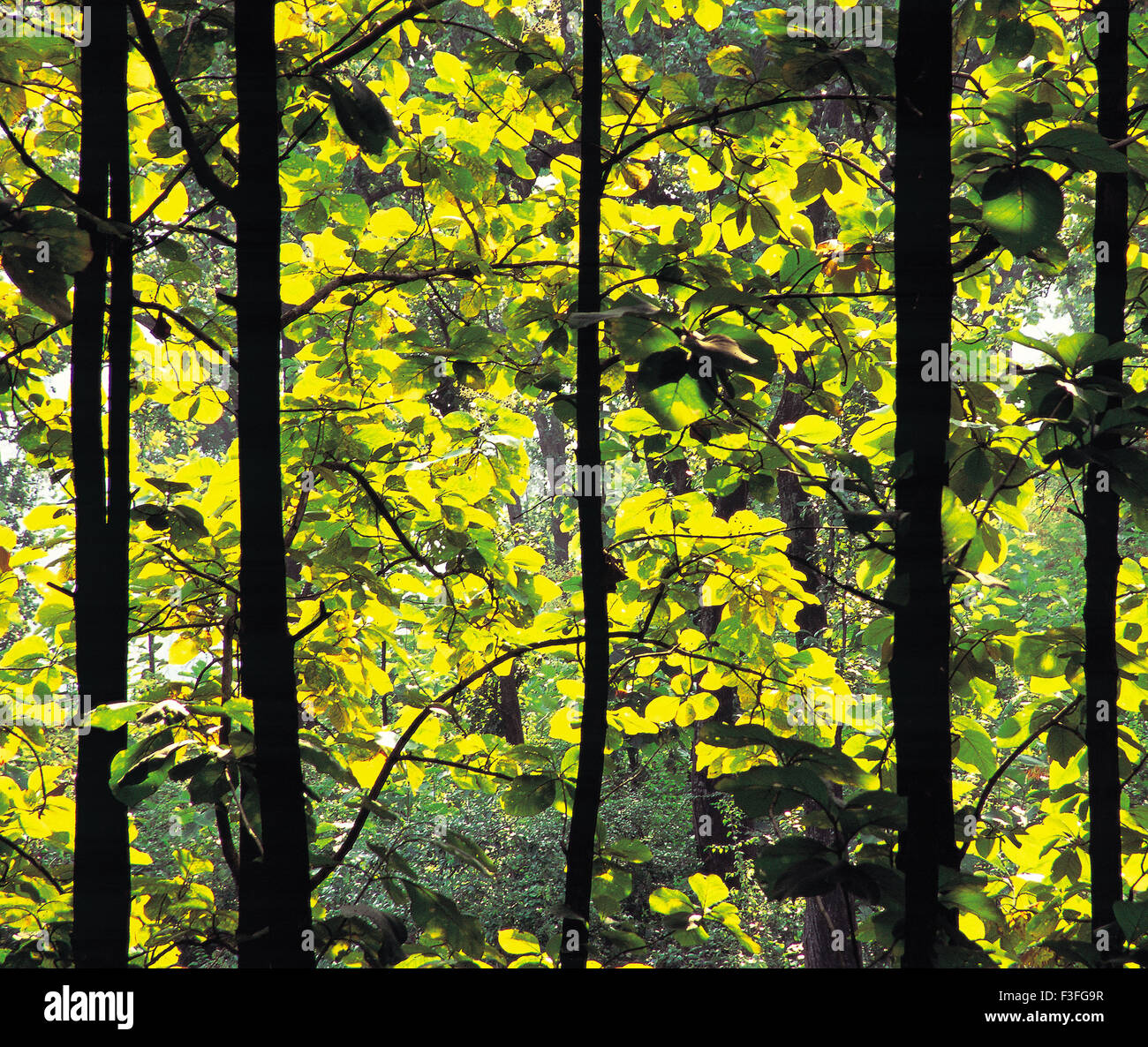 Green leaves ; Himalayan trees ; Kashmir ; India ; Asia ; Asian ...
