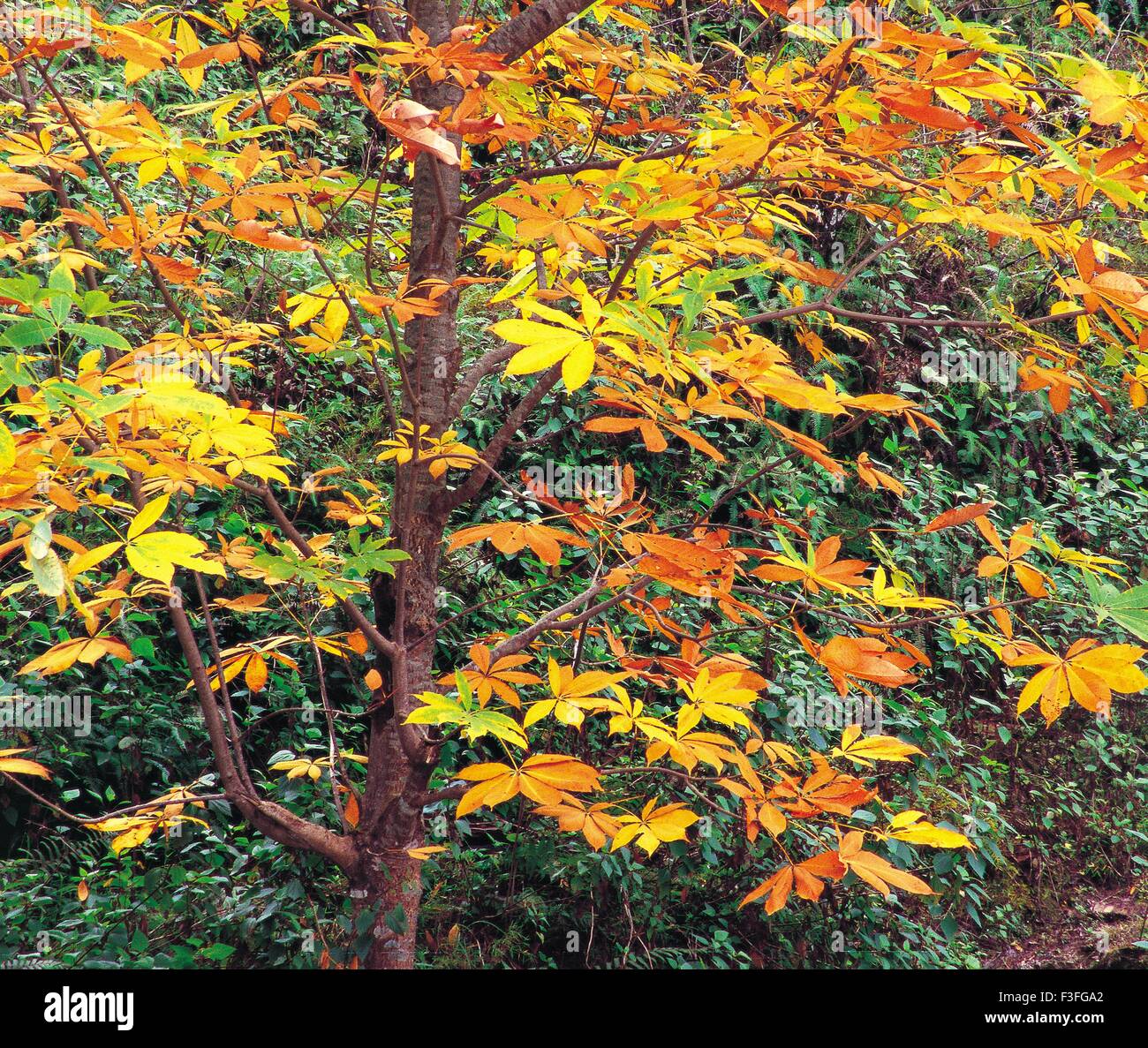 Autumn color ; fall color ; Kashmir ; India ; Asia ; Asian ; Indian ...