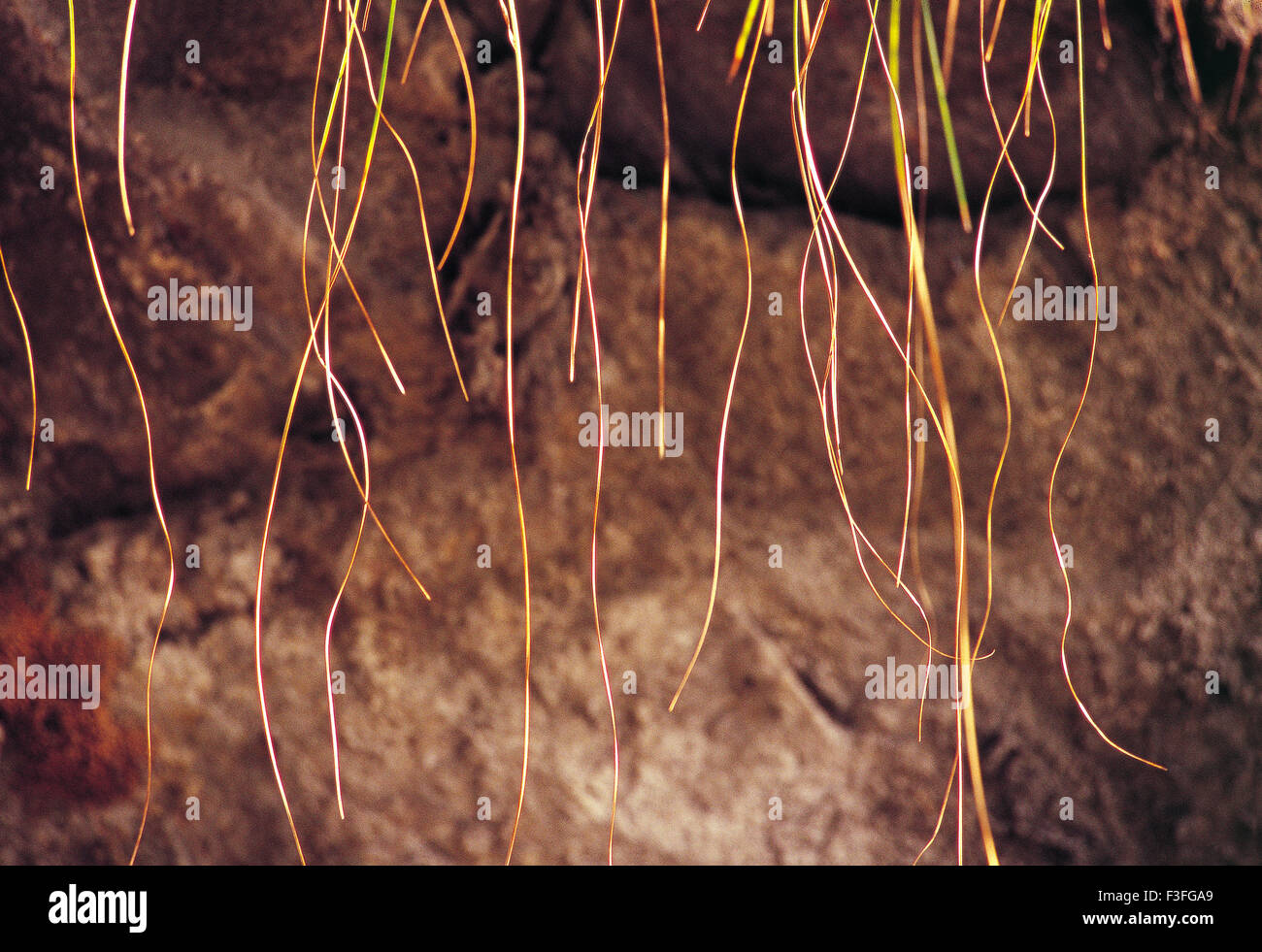 Dry grass ; India ; Asia ; Asian ; Indian Stock Photo - Alamy