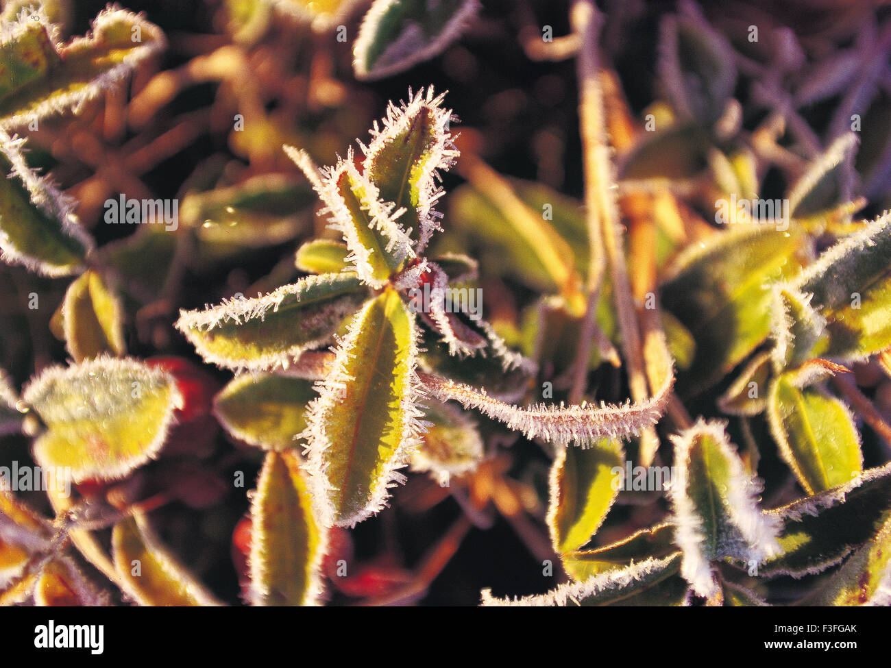 Indian leaves hi-res stock photography and images - Alamy