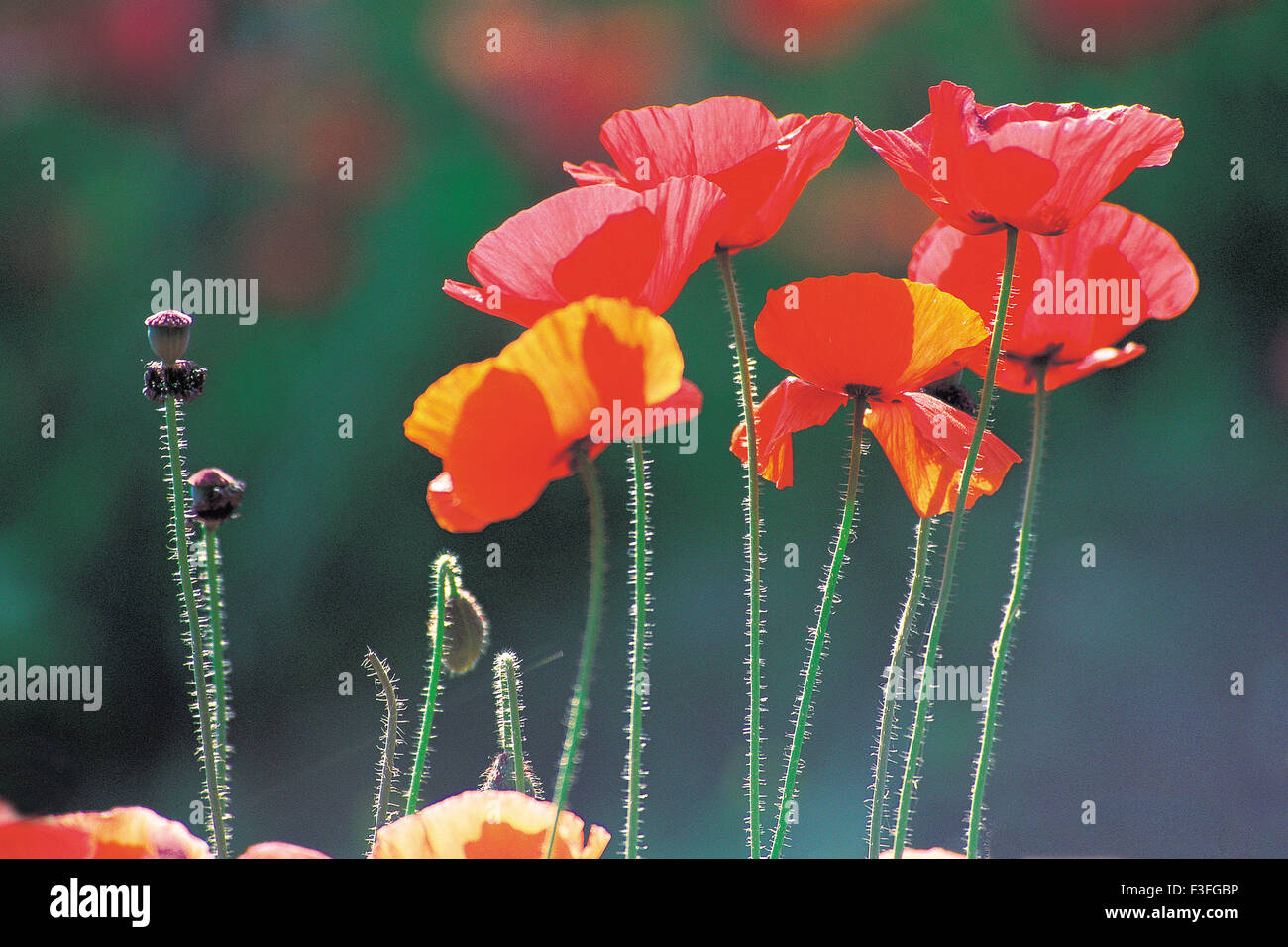 Poppy flowers ; India ; Asia ; Asian ; Indian Stock Photo - Alamy