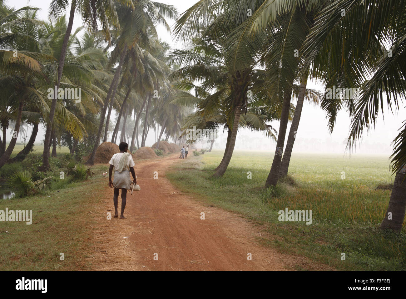 Early morning ; man walking on red mud road ; Tamil Nadu ; India Stock ...