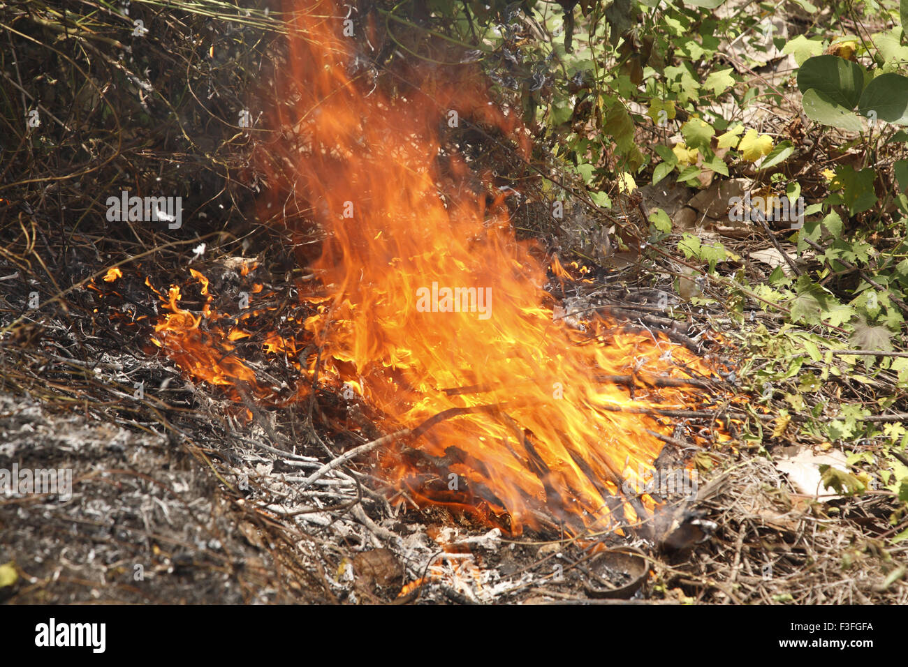 Forest fire, Sawantwadi ; district Sindhudurga ; Maharashtra ; India ...
