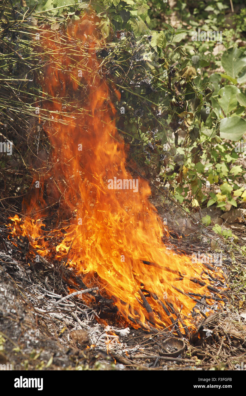 Forest fire, Sawantwadi ; district Sindhudurga ; Maharashtra ; India ...