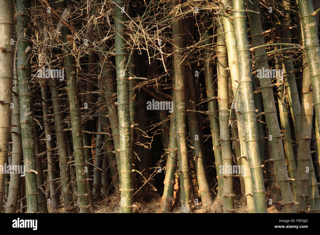 Bamboo bush ; India ; Asia Stock Photo - Alamy