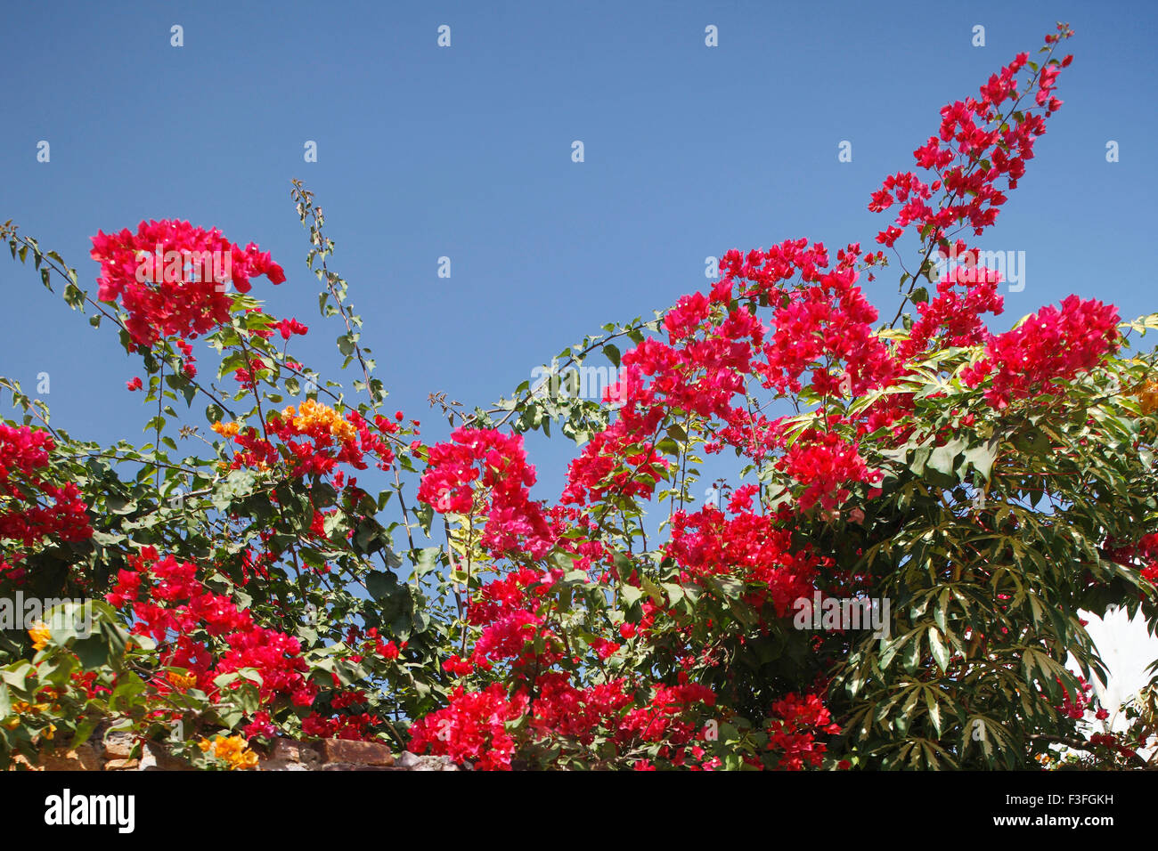 Bougainvillea red flowers tree Stock Photo - Alamy