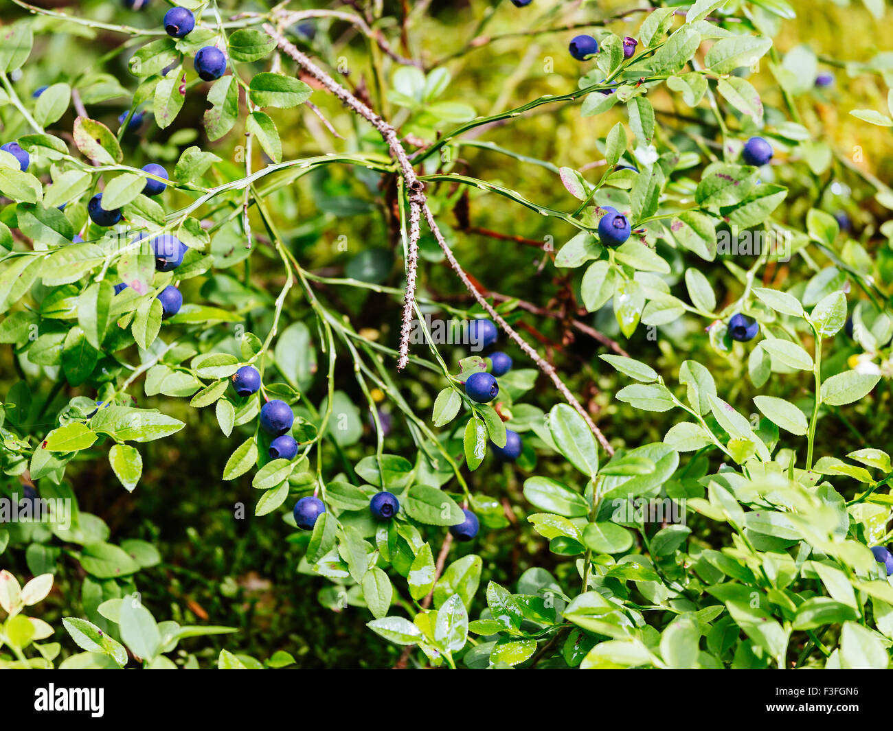 Berries wood hi-res stock photography and images - Alamy