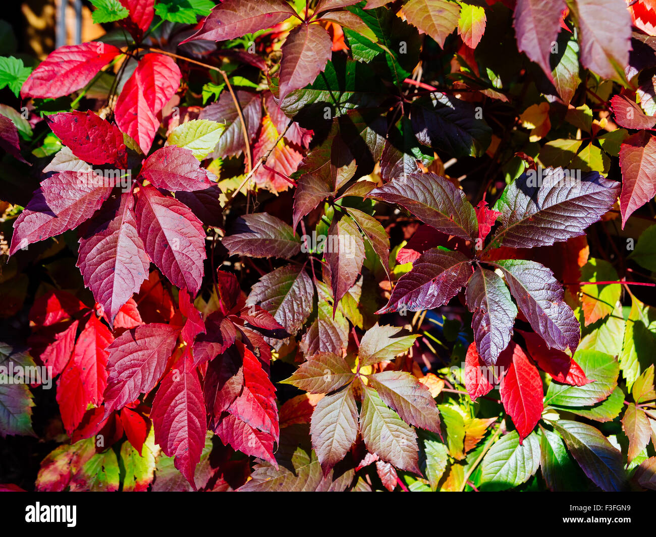 Multi colors leaves hi-res stock photography and images - Alamy