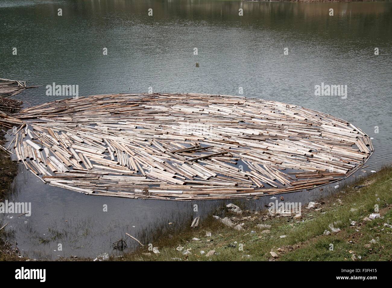Wood logs floating on water kept for seasoning near echo point at lake ...