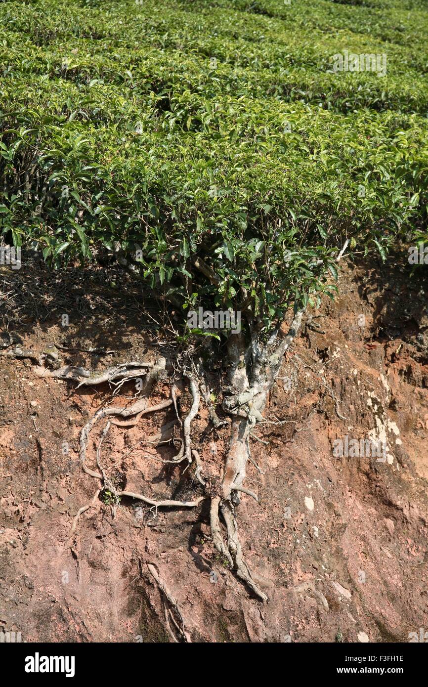 Tea plants Camellia sinensis fresh foliage and tender leaves branches ...