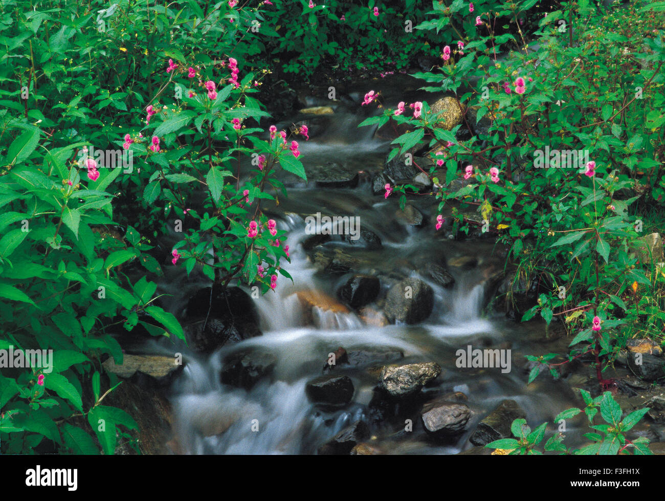 River ; Kullu valley ; Kullu ; Kulu ; Himachal Pradesh ; India ; Asia ...