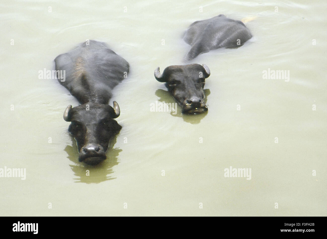 Buffaloes bathing ; water buffalo ; Asiatic buffalo ; domestic water ...