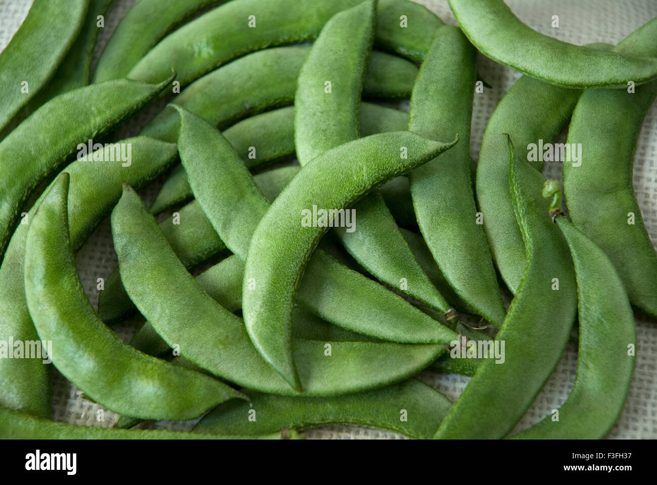 Vicia faba, broad bean, fava bean, faba bean, background, studio Stock ...