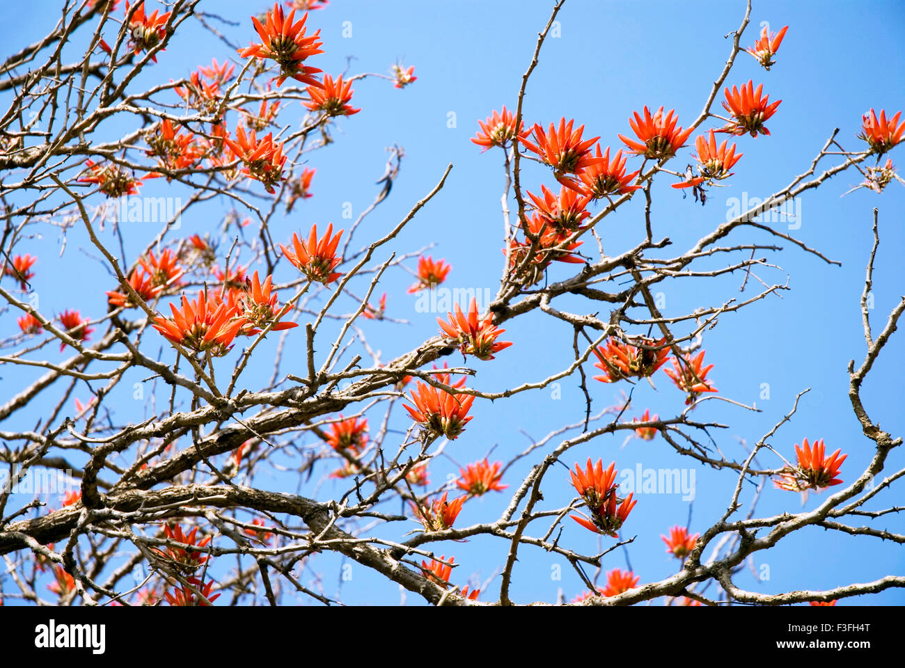 Indian coral tree pangara ; Latin name Erythrina indica Stock Photo - Alamy