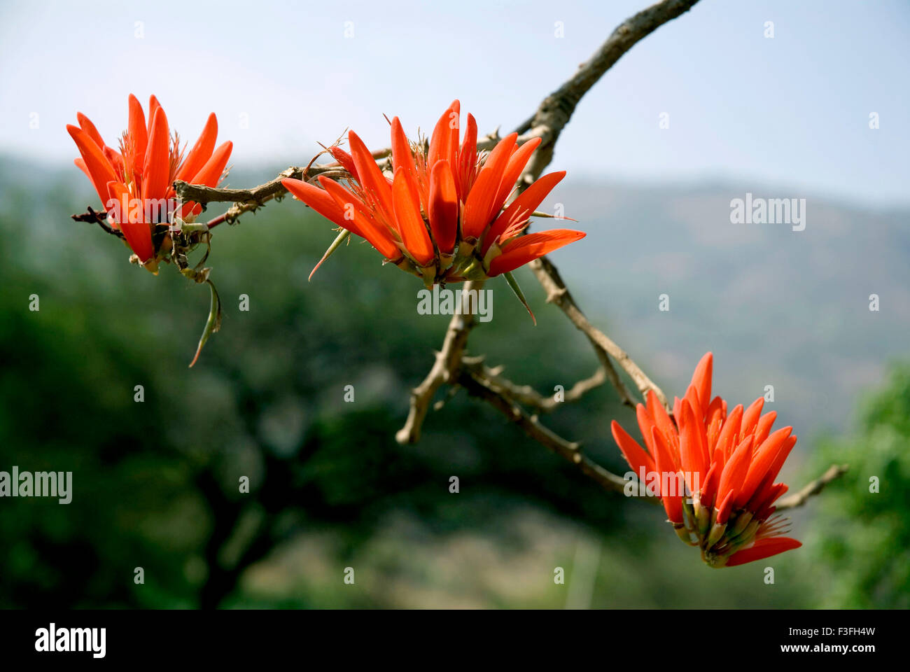 Indian coral tree pangara ; Latin name Erythrina indica Stock Photo - Alamy