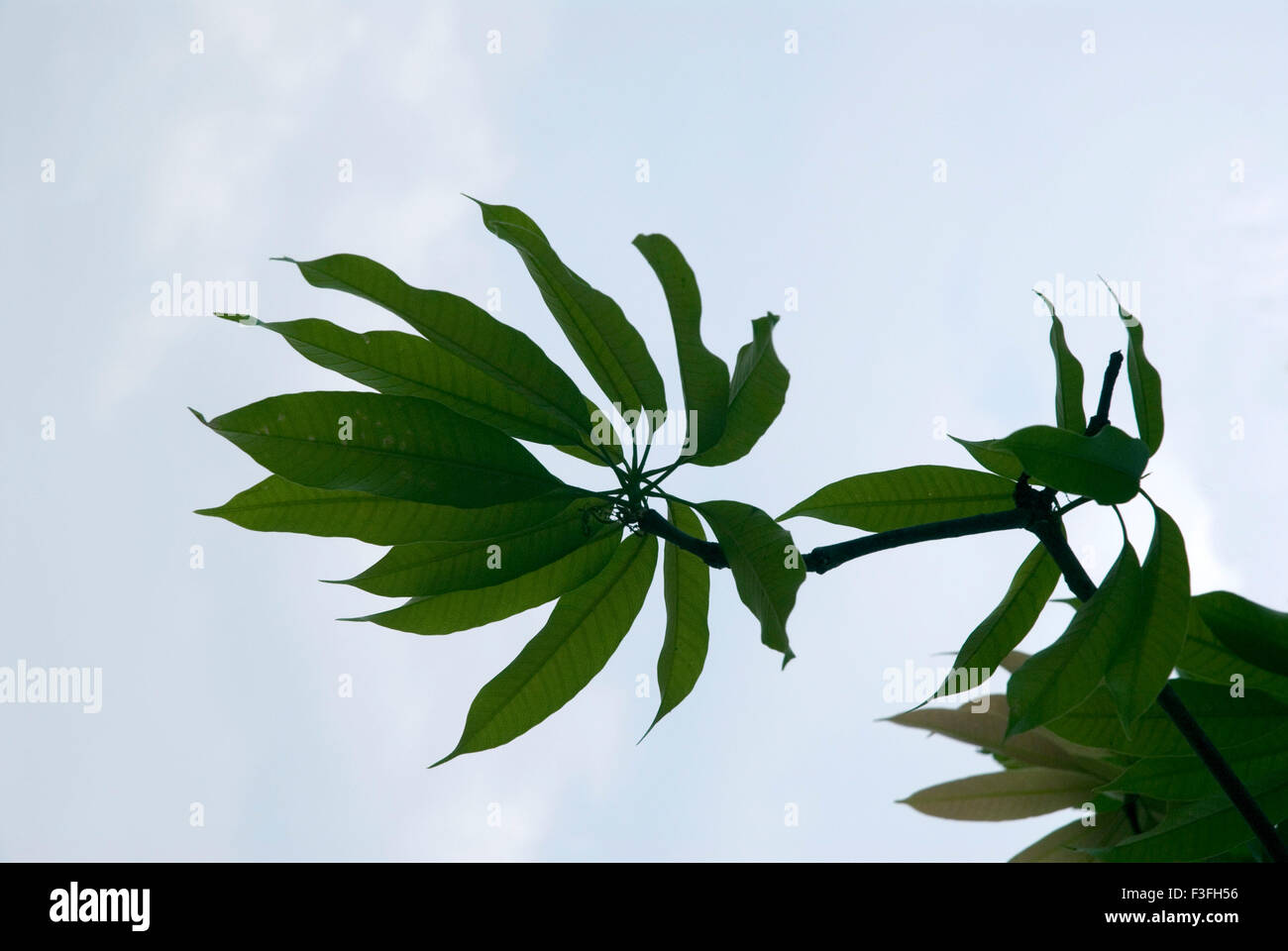 Mango tree leaves, Mangifera indica, India, Asia Stock Photo - Alamy
