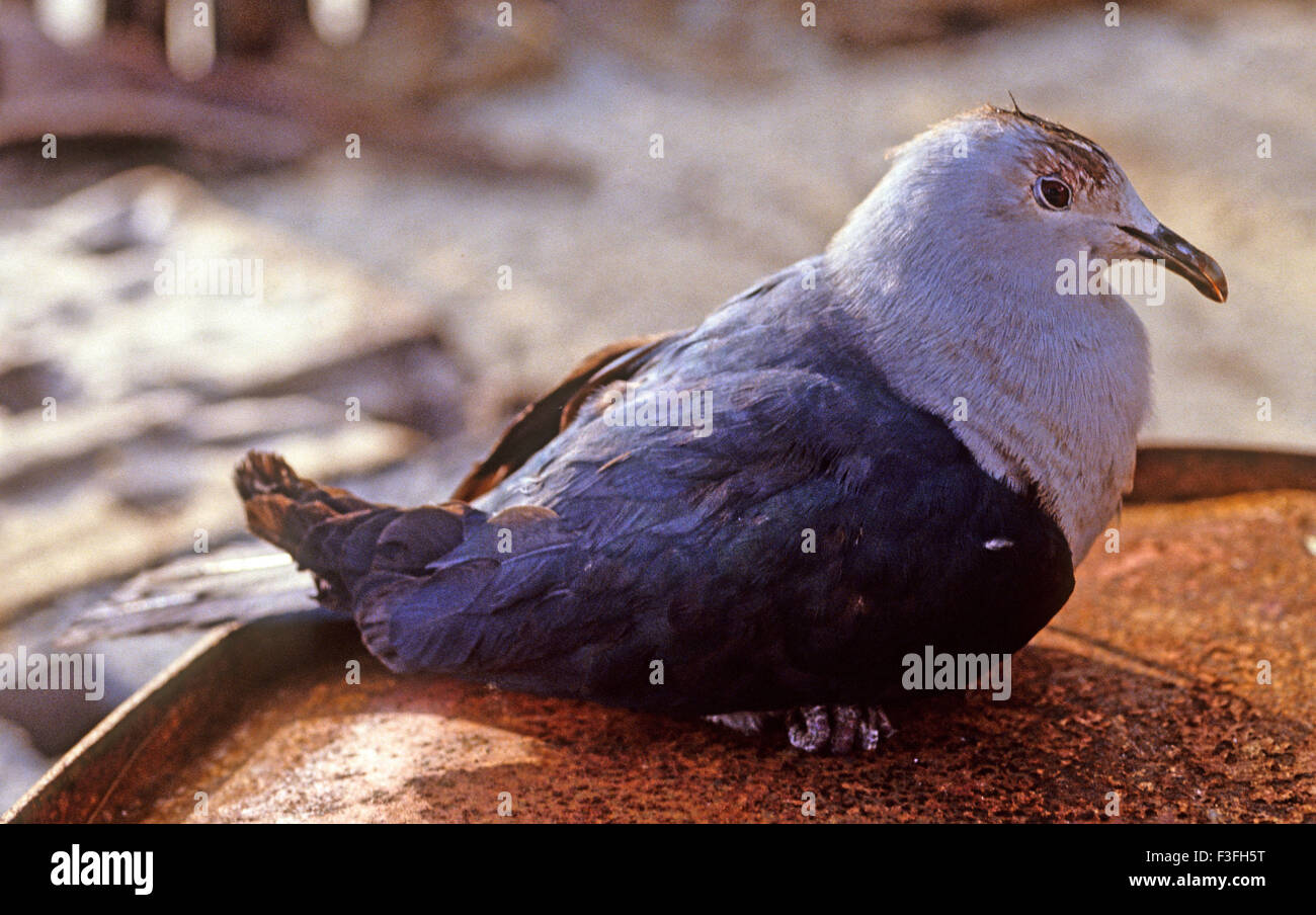 Nicober blue pigeon Nicober tribal life Stock Photo - Alamy
