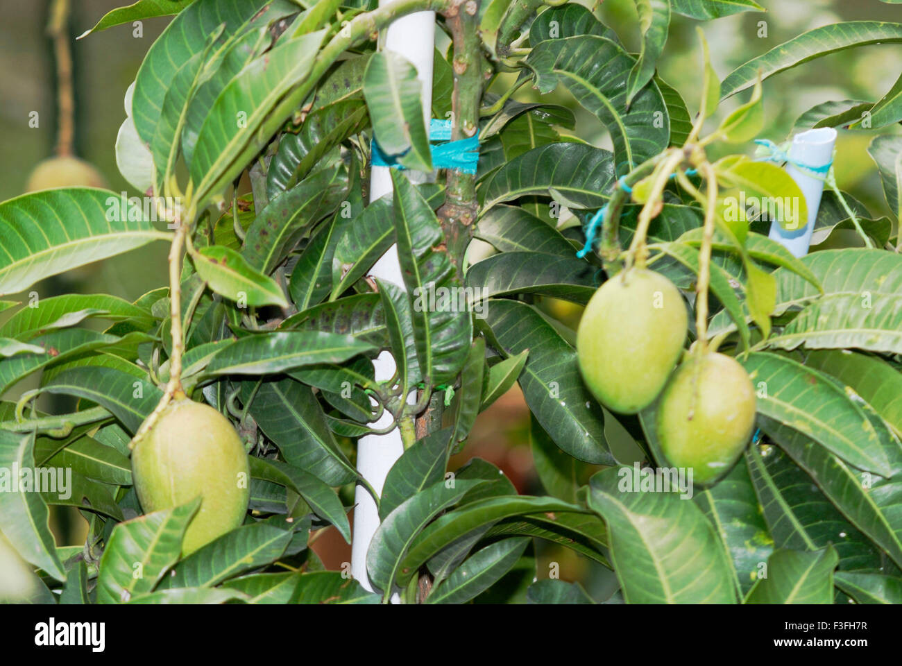 Mango tree ; Mangifera indica plant ; Howrah ; Calcutta ; Kolkata ...