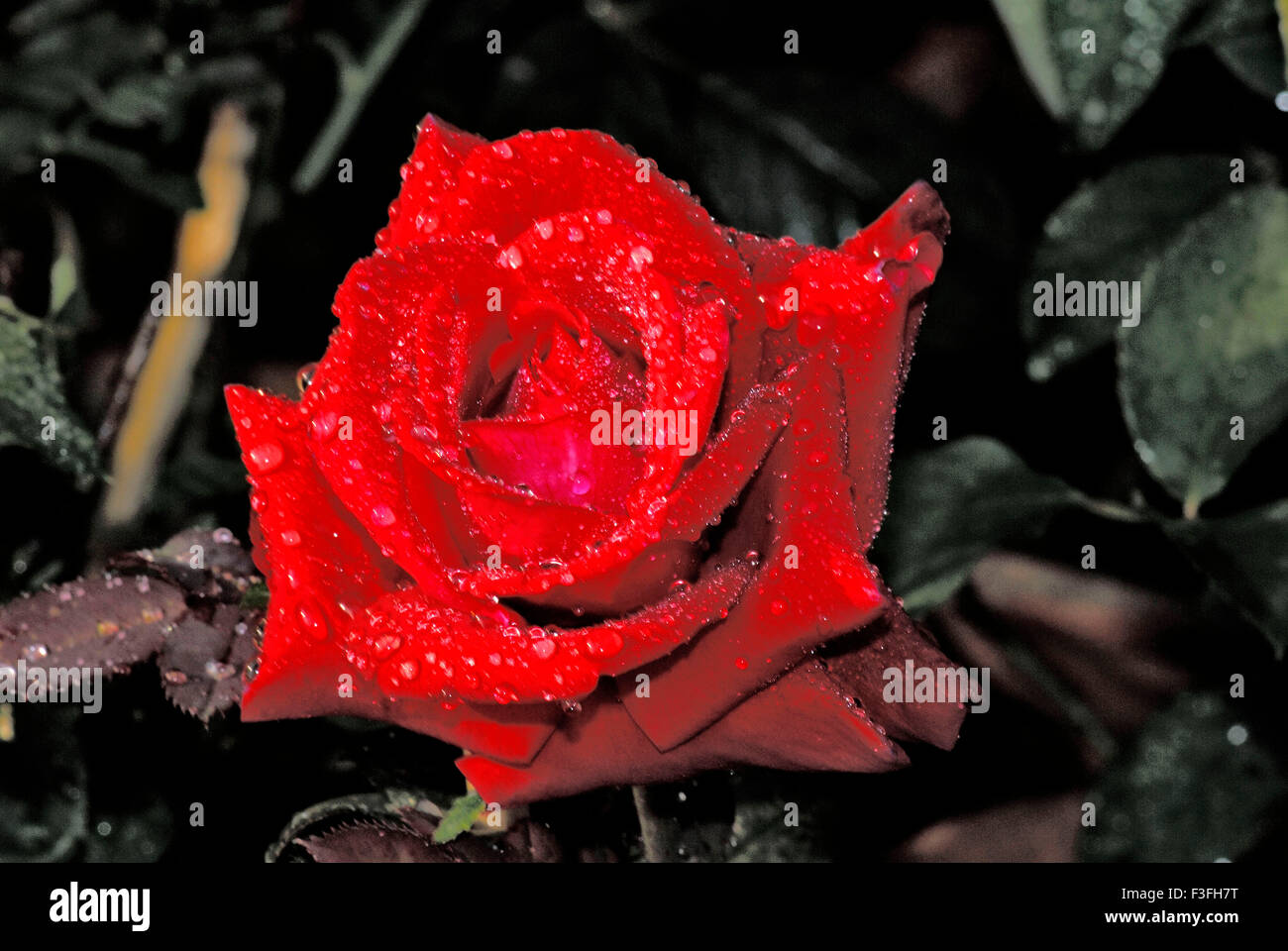 Water drops on red rose Stock Photo - Alamy