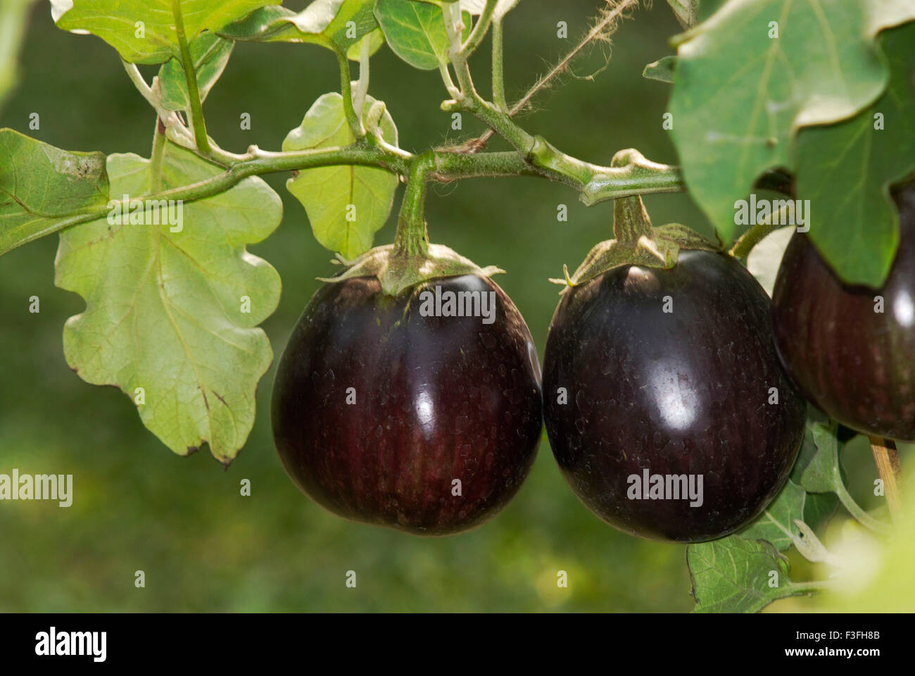 Brinjal on tree hi-res stock photography and images - Alamy