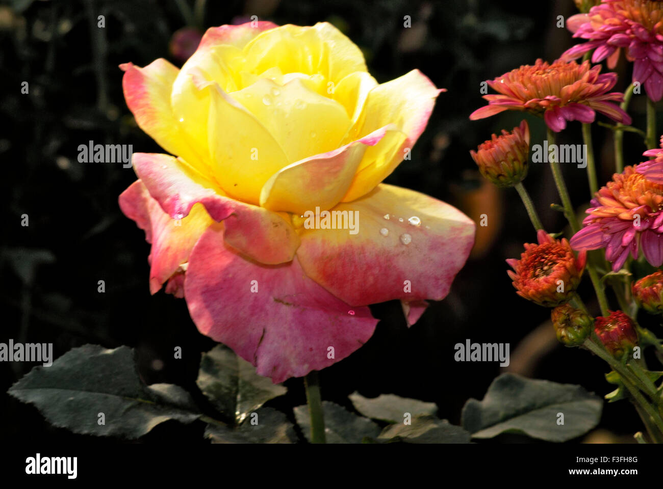 India Rose Flowers High Resolution Stock Photography and Images - Alamy