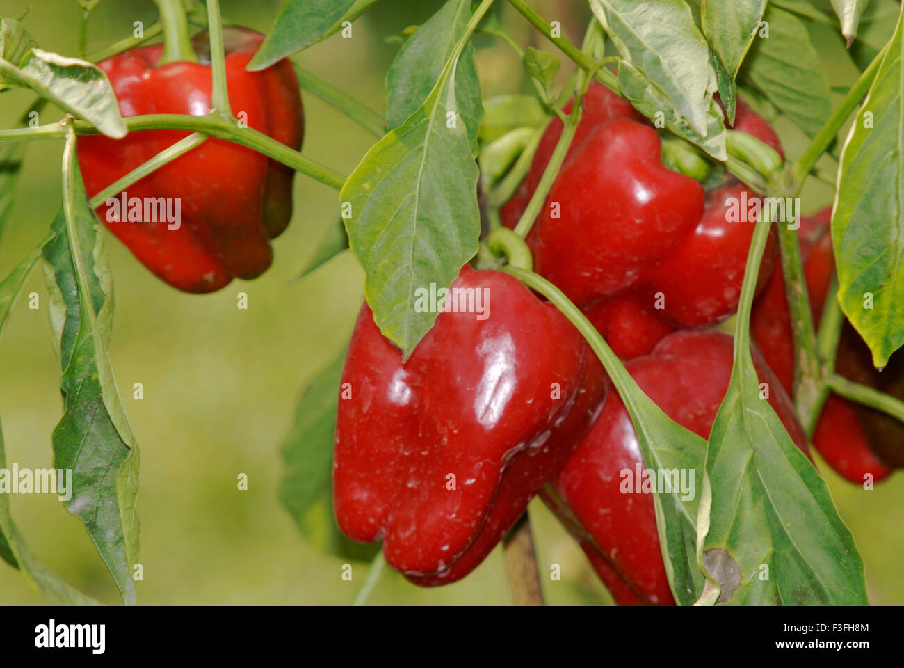 Red Capsicum plant ; Bell Pepper plant ; Howrah ; Calcutta ; Kolkata ...