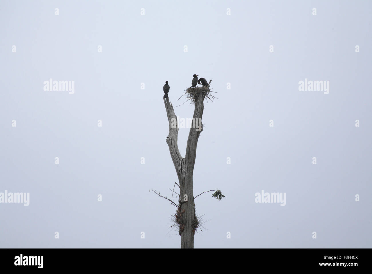 Cormorants Phalacrocoracidae birds in nest of sticks at Periyar ...