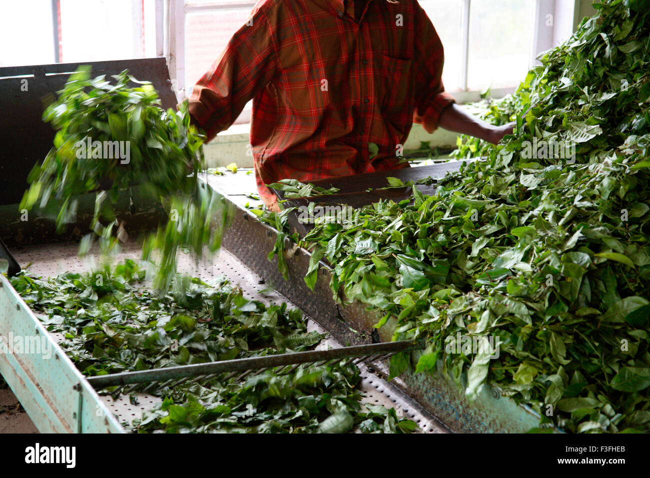 Tea production ; worker putting tea leaves on conveyer belt for ...