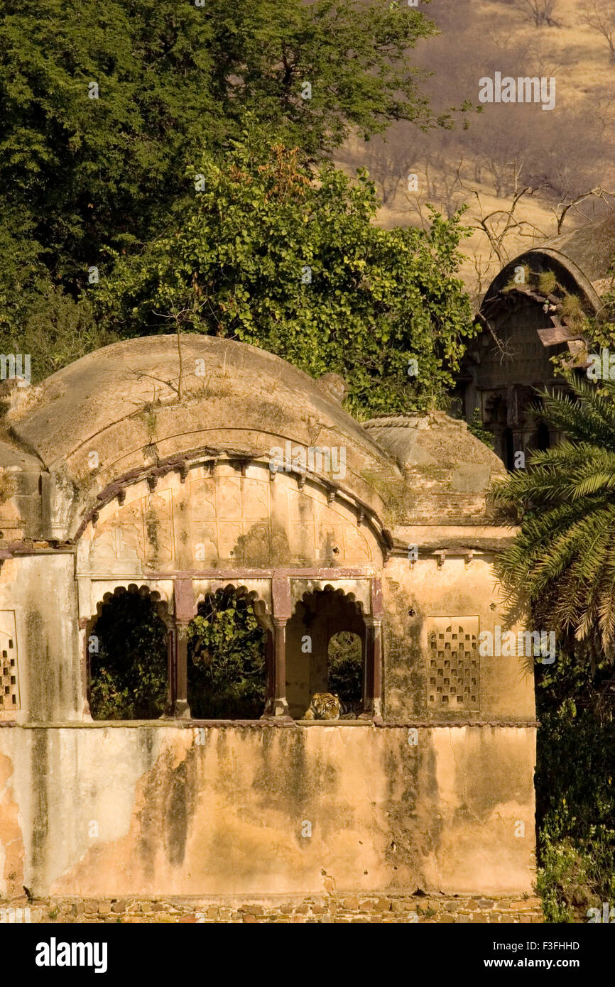 Tiger in ruined palace of Ranthambhore Tiger reserve national park ...