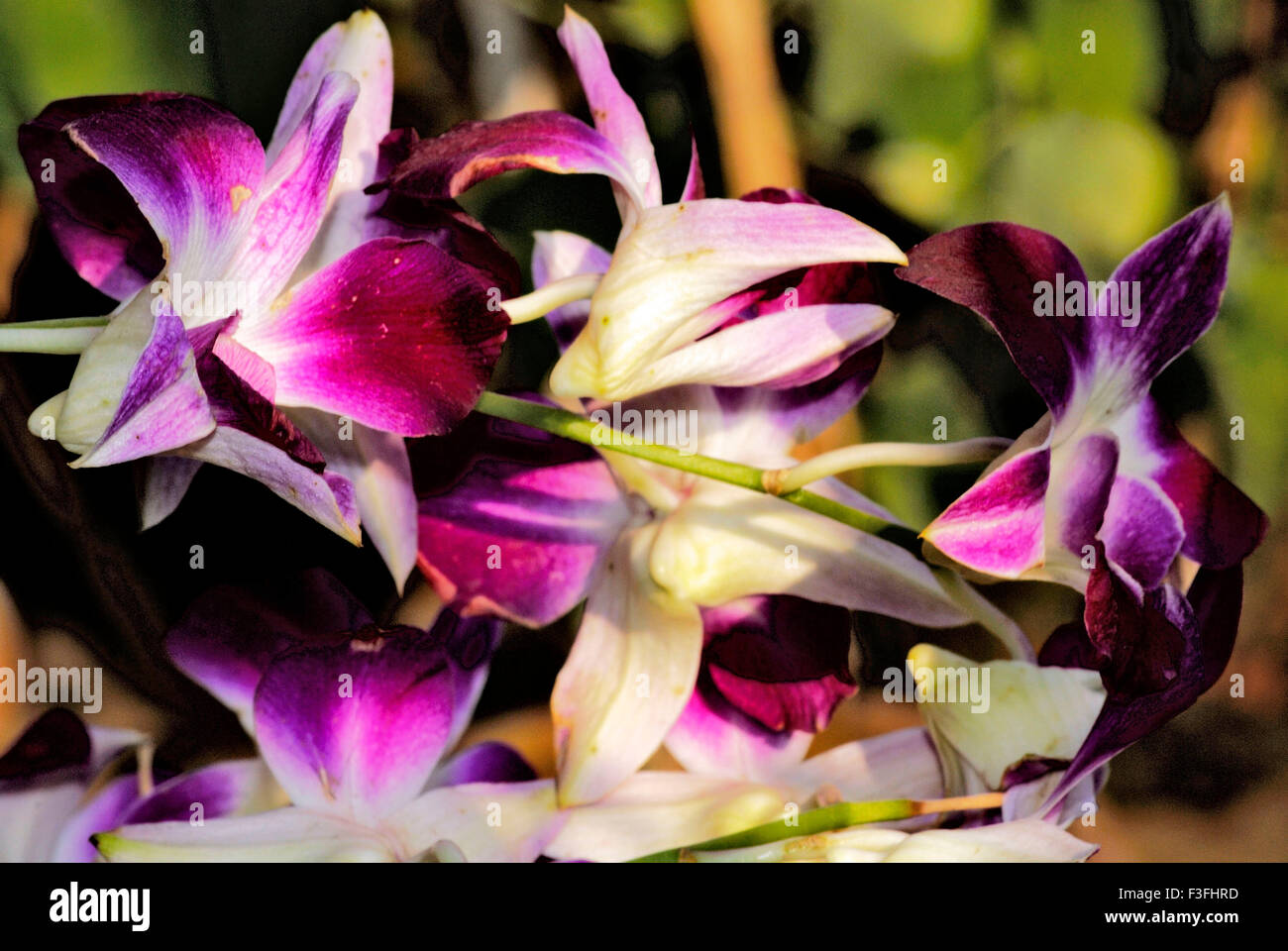 Violet Flower Flowers India High Resolution Stock Photography and ...