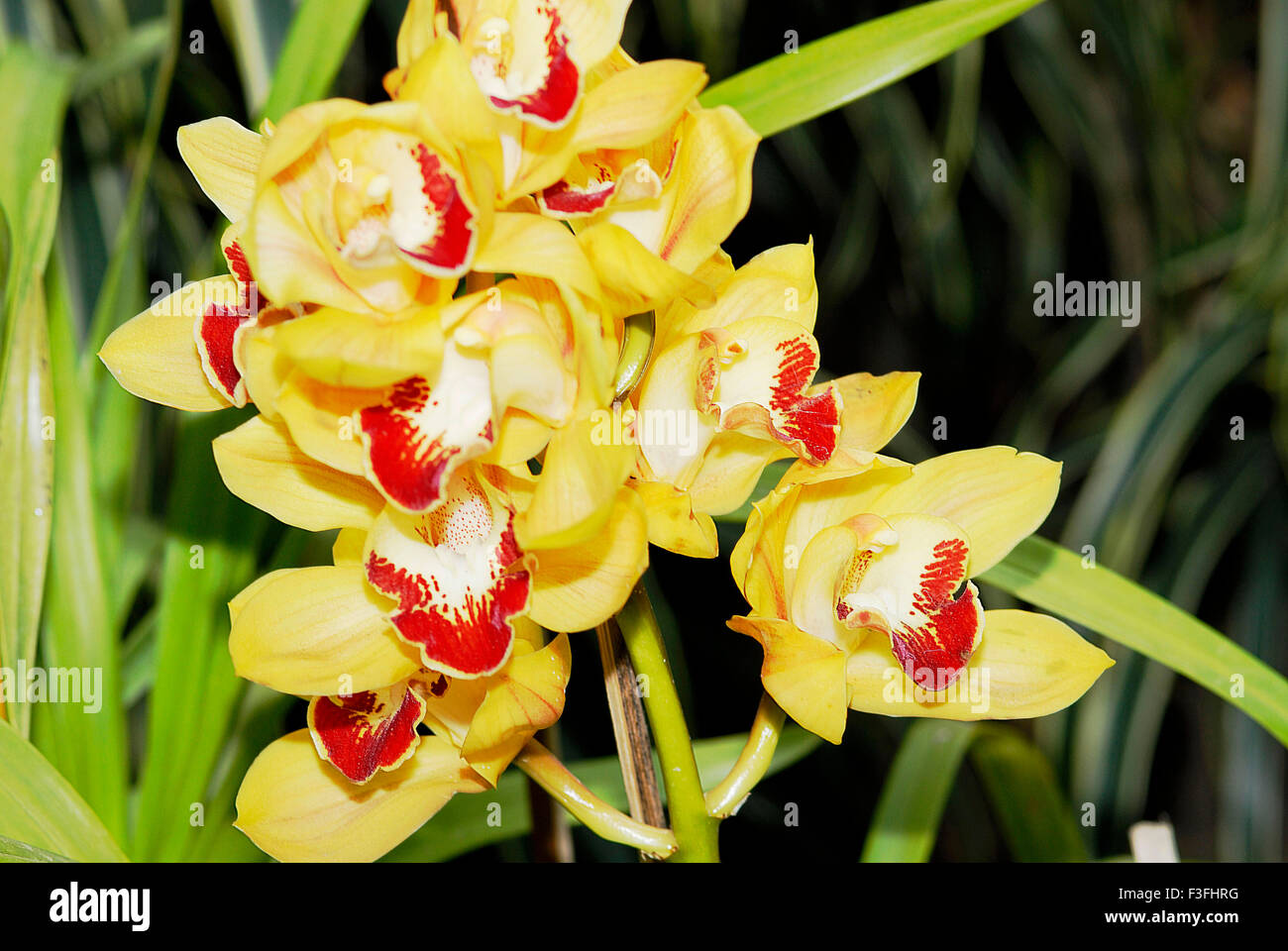 India yellow flowers hi-res stock photography and images - Alamy