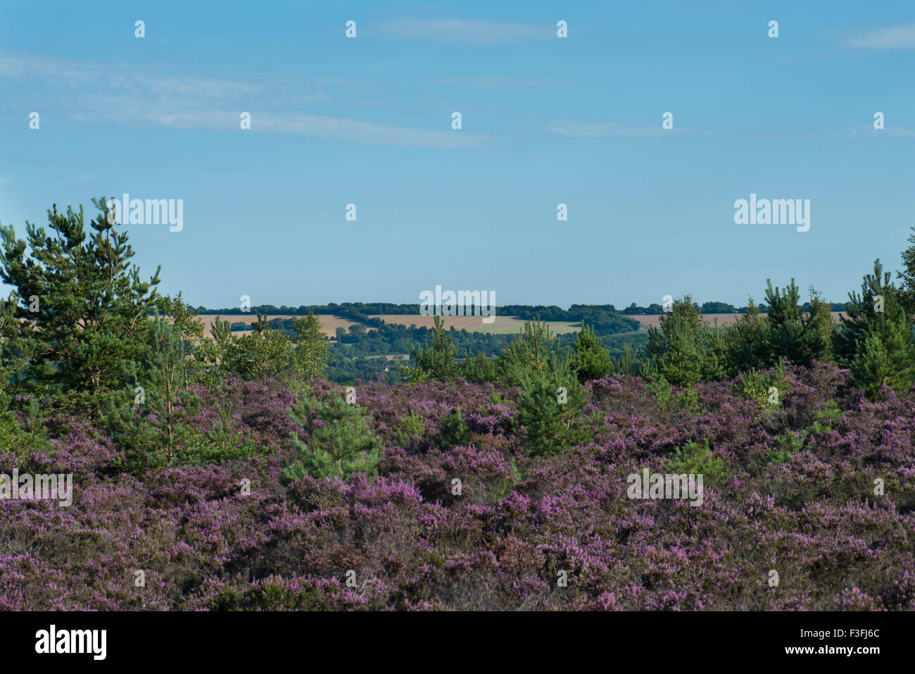 Ash surrey hi-res stock photography and images - Alamy