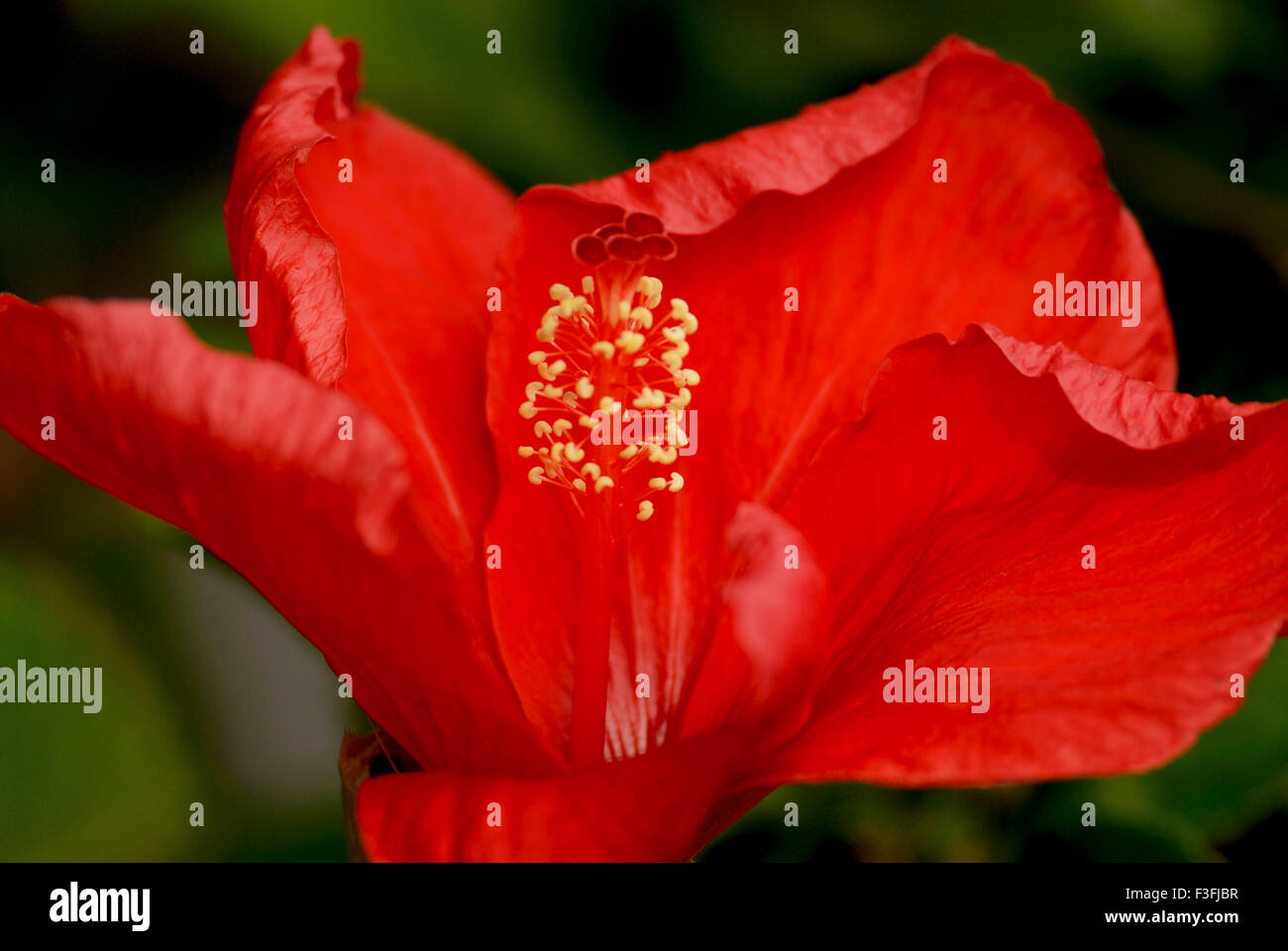 Hibiscus flower ; red flower ; flower show ; Calcutta ; Kolkata ; West ...