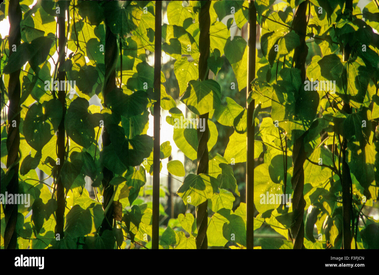 Green creepers on Park railings Stock Photo - Alamy