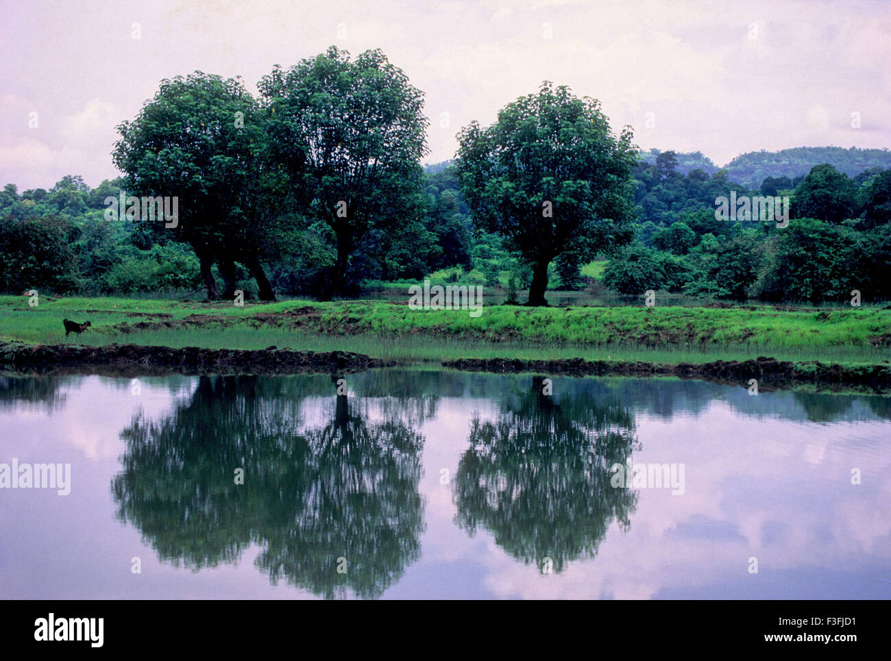 Trees reflection in pond, monsoon greenery, Western Ghat, Bombay ...