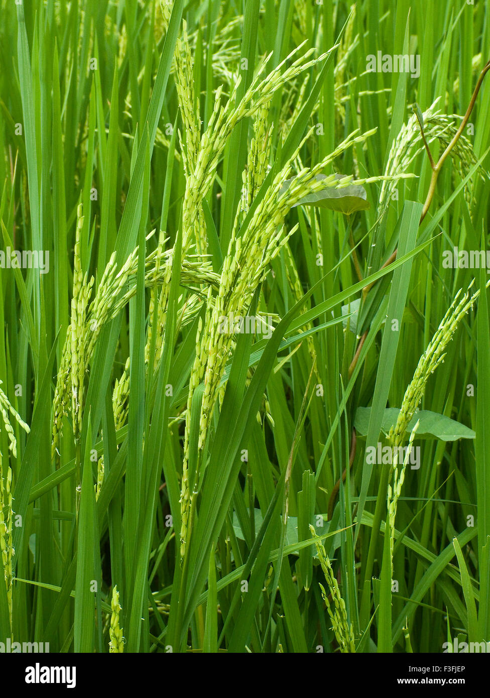 Kolamb hi-res stock photography and images - Alamy