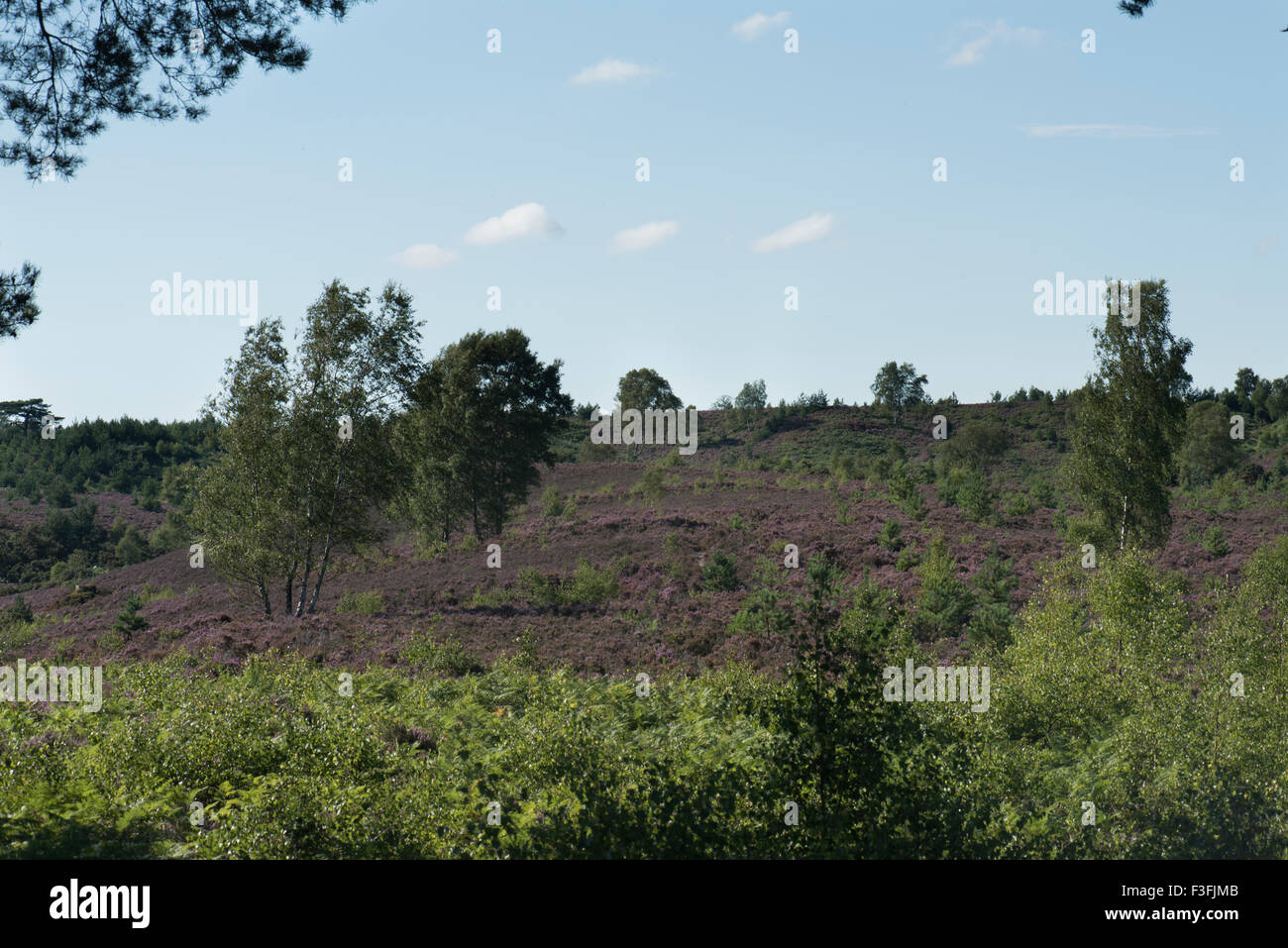 Heathland at Ash Ranges, Ash, Surrey, UK Stock Photo - Alamy