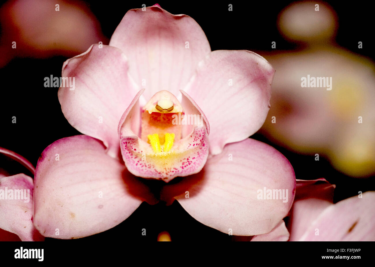 Species of flower hi-res stock photography and images - Alamy