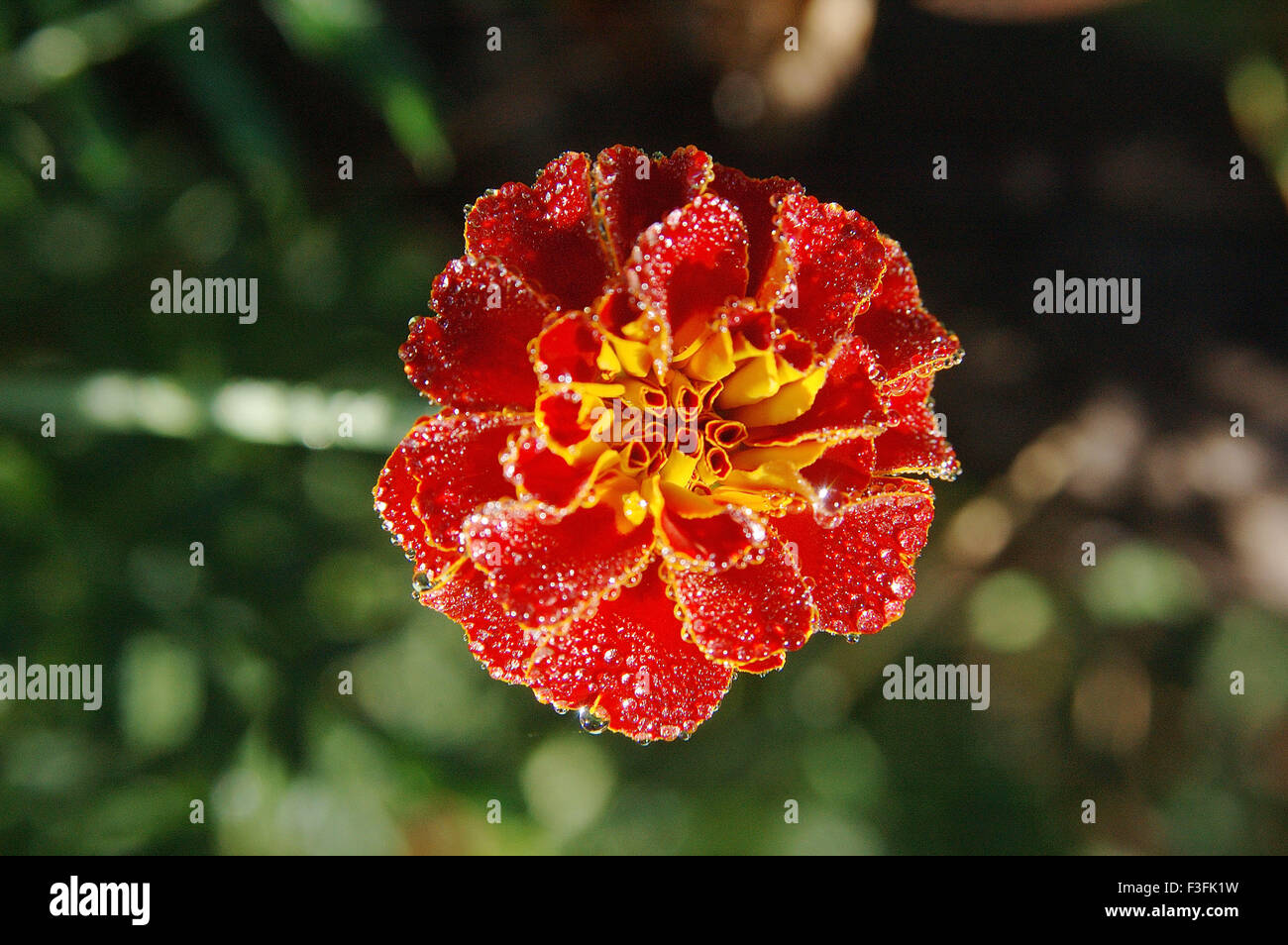 Marigold with dewdrops Latin Nam Tagetes spp Stock Photo - Alamy