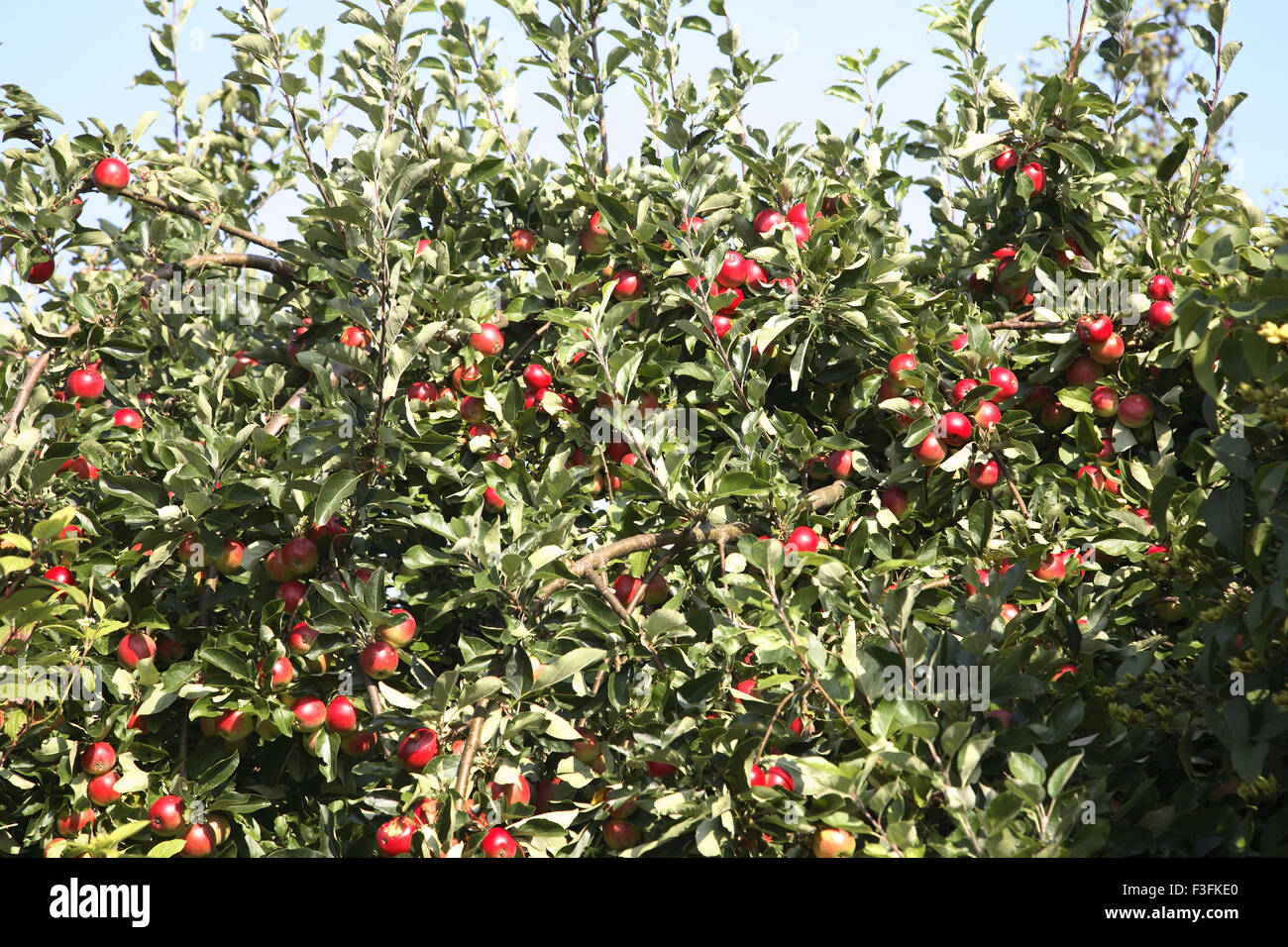Fruits ; tree loaded with red apples and green leaves Stock Photo - Alamy