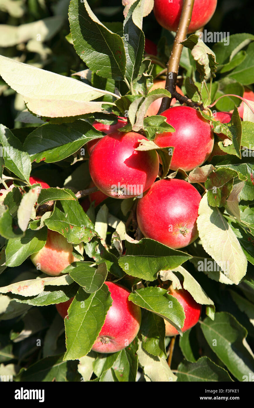Fruits ; tree loaded with red apples and green leaves Stock Photo - Alamy