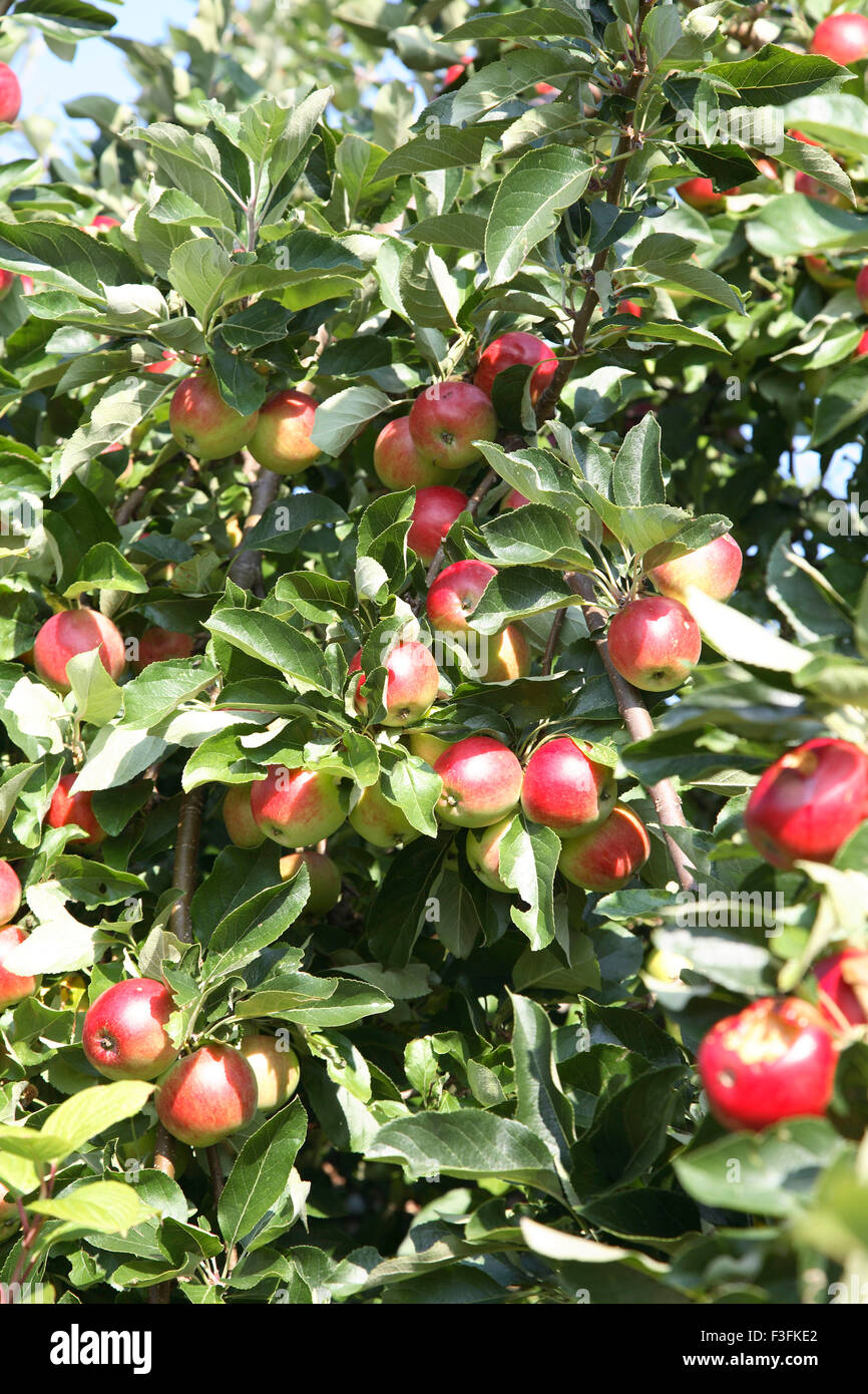Fruits ; tree loaded with red apples and green leaves Stock Photo - Alamy