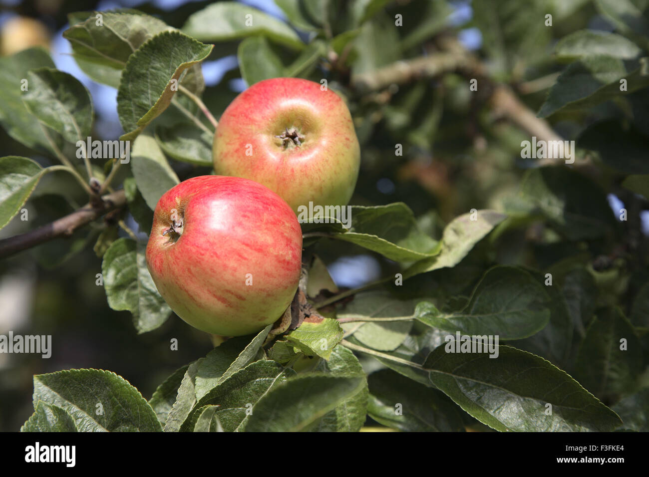 Growing apples two apples close hi-res stock photography and images - Alamy