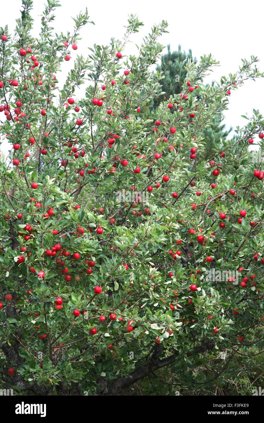 Fruits ; tree loaded with red apples and green leaves Stock Photo - Alamy