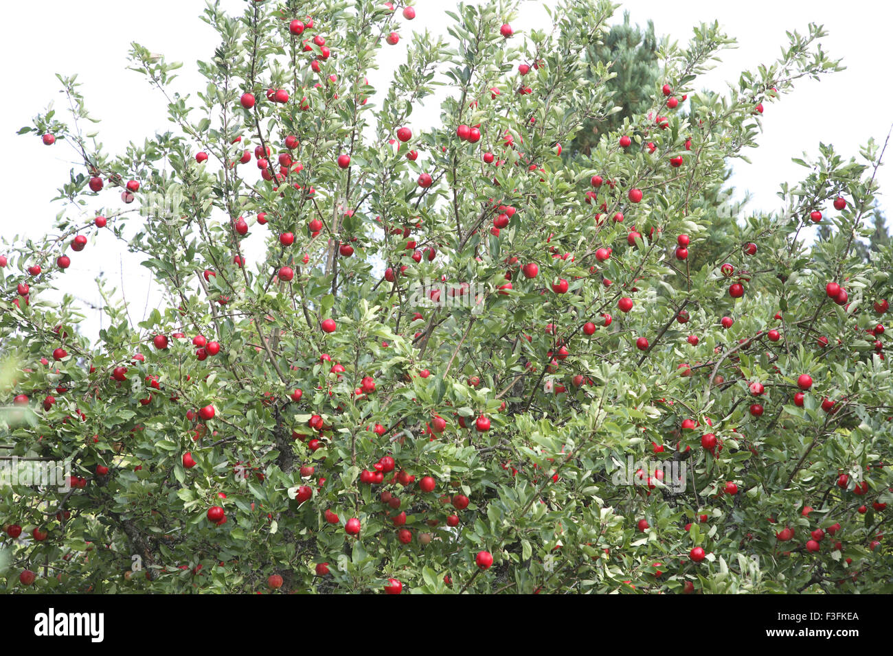 Fruits ; tree loaded with red apples and green leaves Stock Photo - Alamy
