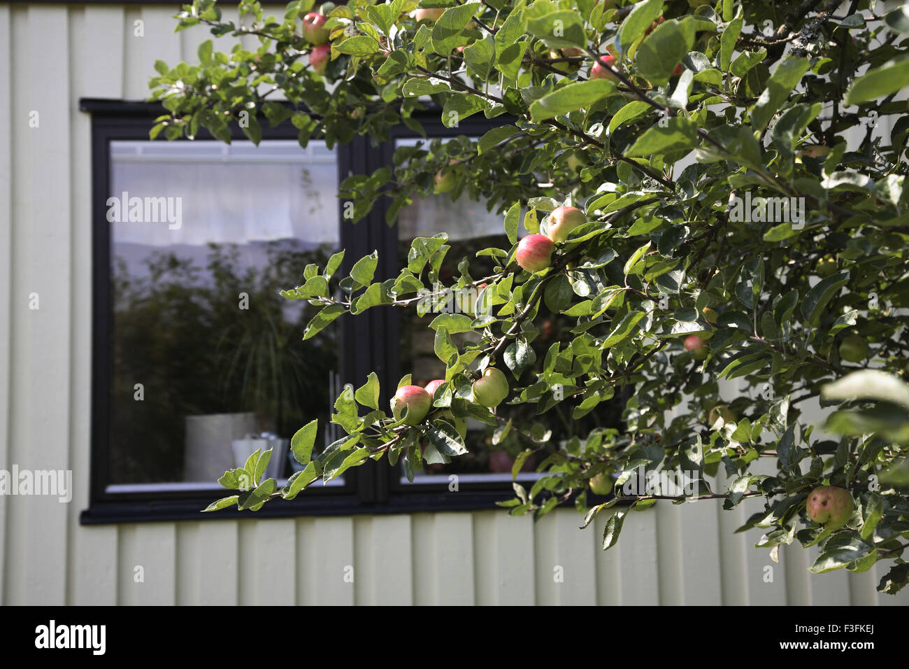 Fruit ; red golden yellow apples on branches of tree with green leaves ...