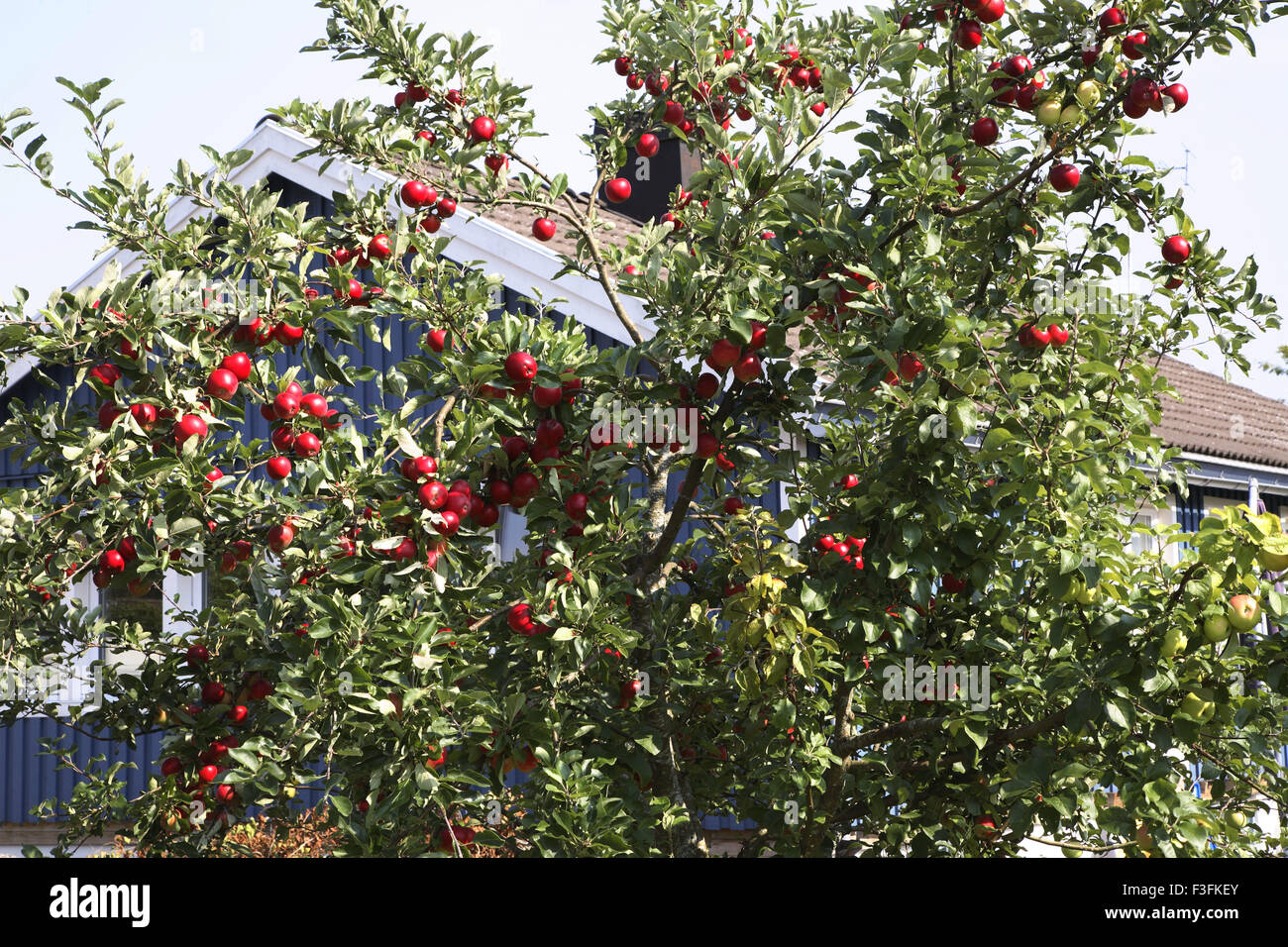 Fruits ; tree loaded with red apples and green leaves Stock Photo - Alamy