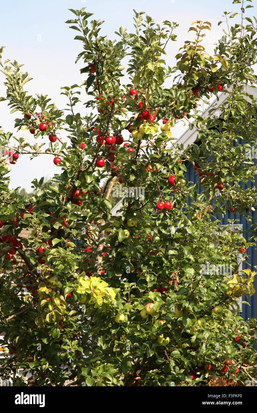 Fruits ; tree loaded with red apples and green leaves Stock Photo - Alamy