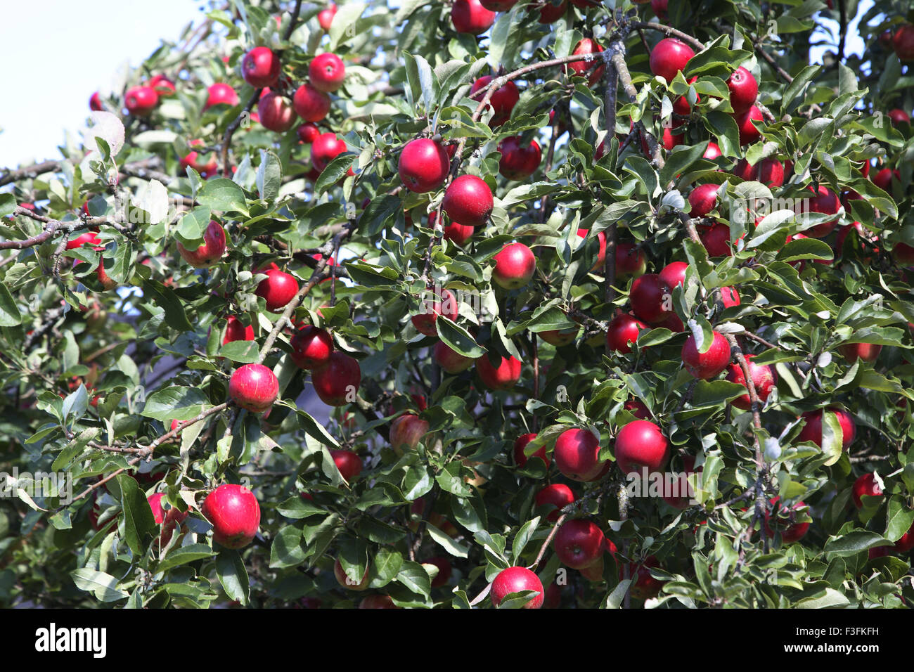 Fruits; tree loaded with red apples and green leaves Stock Photo - Alamy